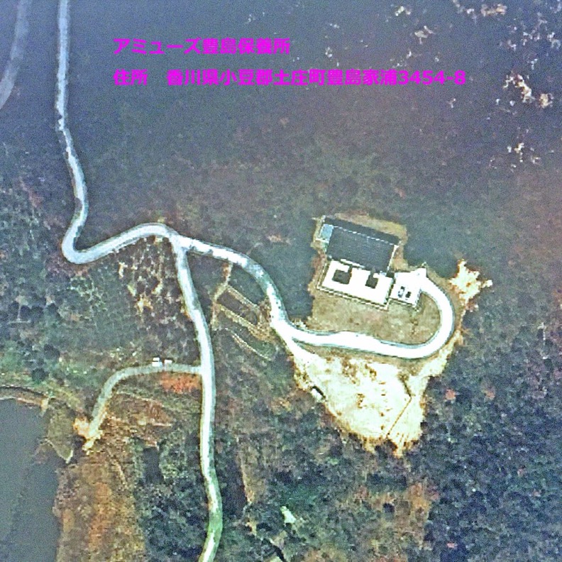 ヤミューズ！アミューズと豊島保養所とアドレノクロム - Rikachu’s theory